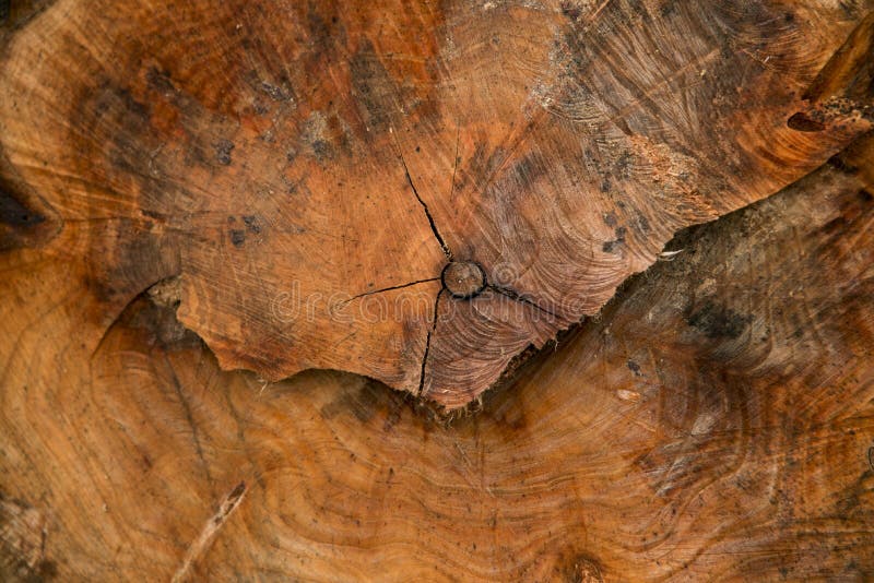 Cutted tree surface stock image. Image of growth, ring - 128724735
