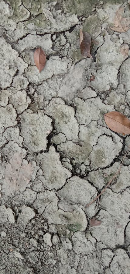 The Surface of the Damp Ground is Mossy and Peeling Stock Image - Image ...