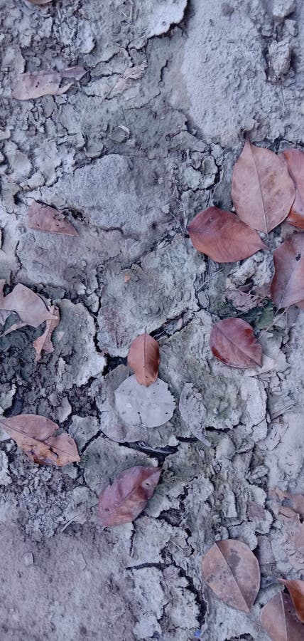 The Surface of the Damp Ground is Mossy and Peeling Stock Photo - Image ...