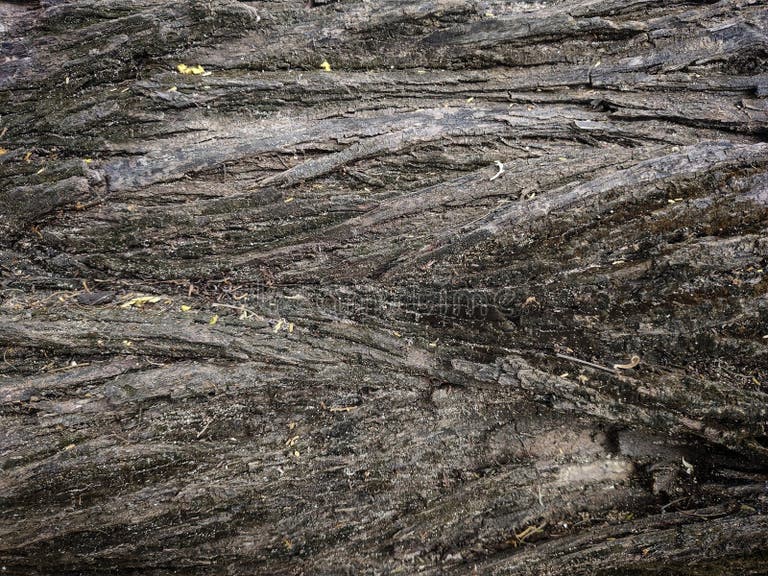 Surface of a Dark Black Tree Trunk with Rough Texture, Background of ...