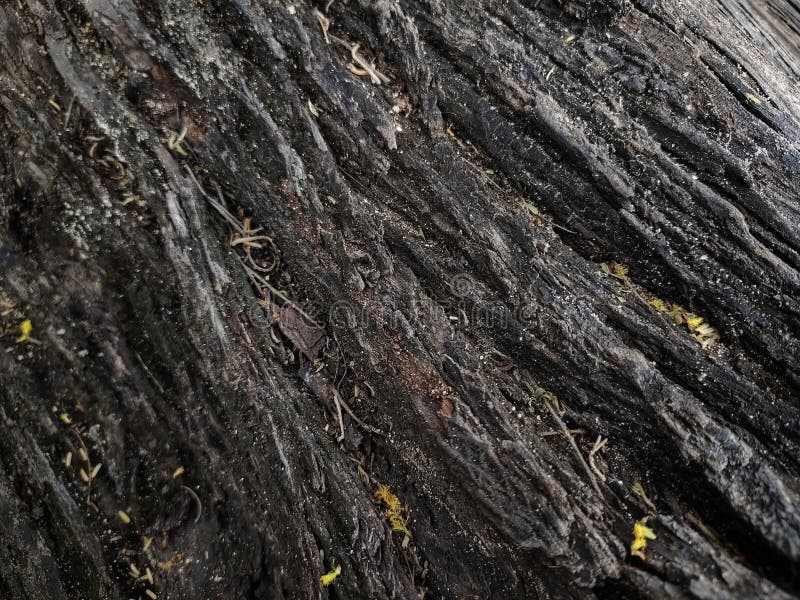 Surface of a Dark Black Tree Trunk with Rough Texture, Background of ...
