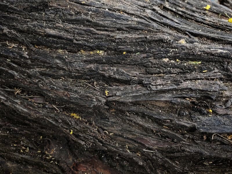 Surface of a Dark Black Tree Trunk with Rough Texture, Background of ...