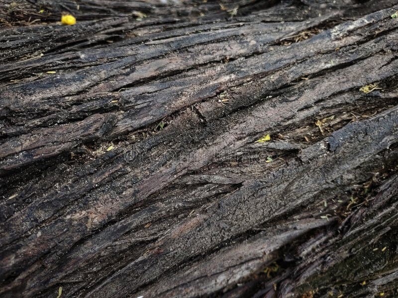Surface of a Dark Black Tree Trunk with Rough Texture, Background of ...