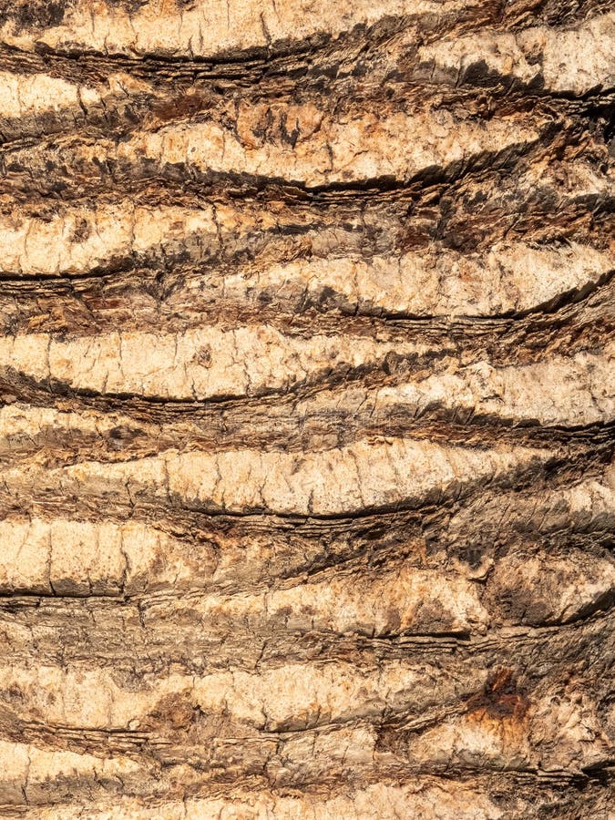 The Surface of the Date Palm Trunk in the Rays of the Morning Sun Stock ...