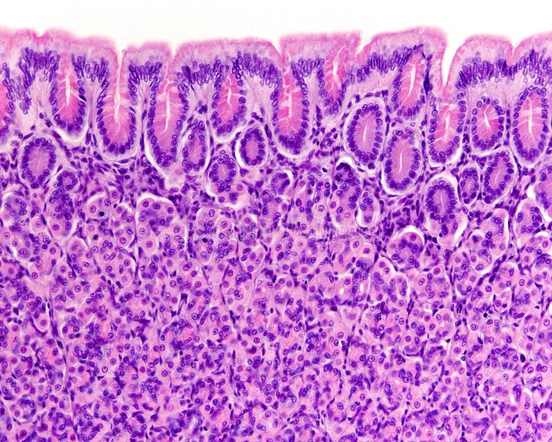 Surface De Muqueuse Gastrique Photo stock - Image du lumière, région ...