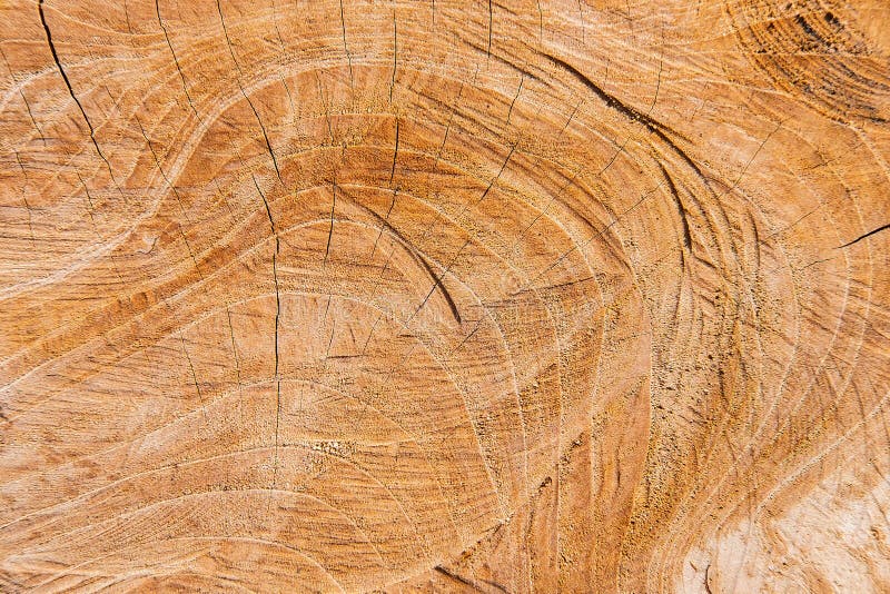 The Surface Details of the Cut Tree Stock Photo - Image of macro ...