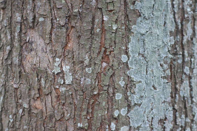 The Surface Details of the Tree with Unique Patterns, Reflect the ...