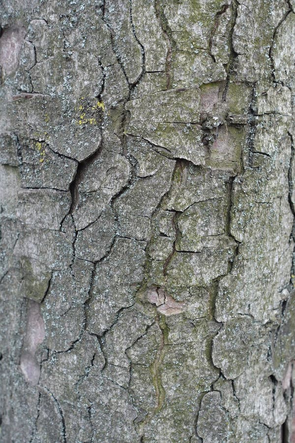 Surface of Dry Bark of Horse Chestnut Stock Image - Image of closeup ...