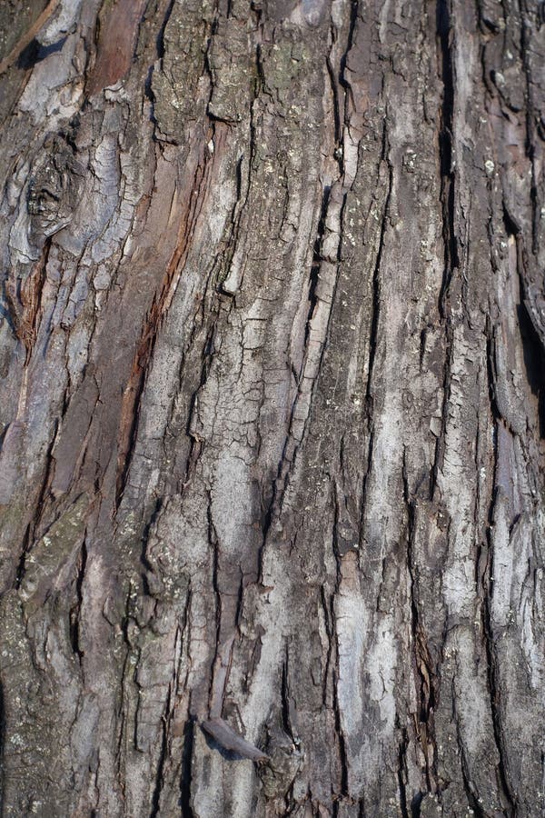 Surface of Dry Bark of Oleaster Stock Image - Image of scabrous ...