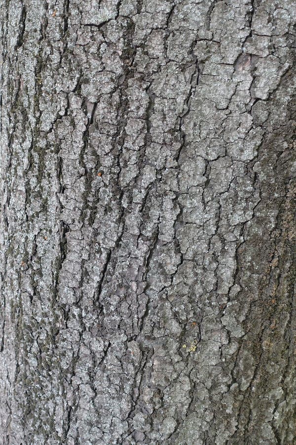 Surface of Dry Gray Bark of Horse Chestnut Tree Stock Image - Image of ...
