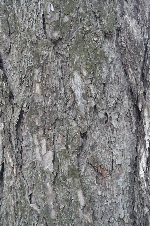 Surface of Dry Grey Bark of Pine Tree Stock Image - Image of relief ...