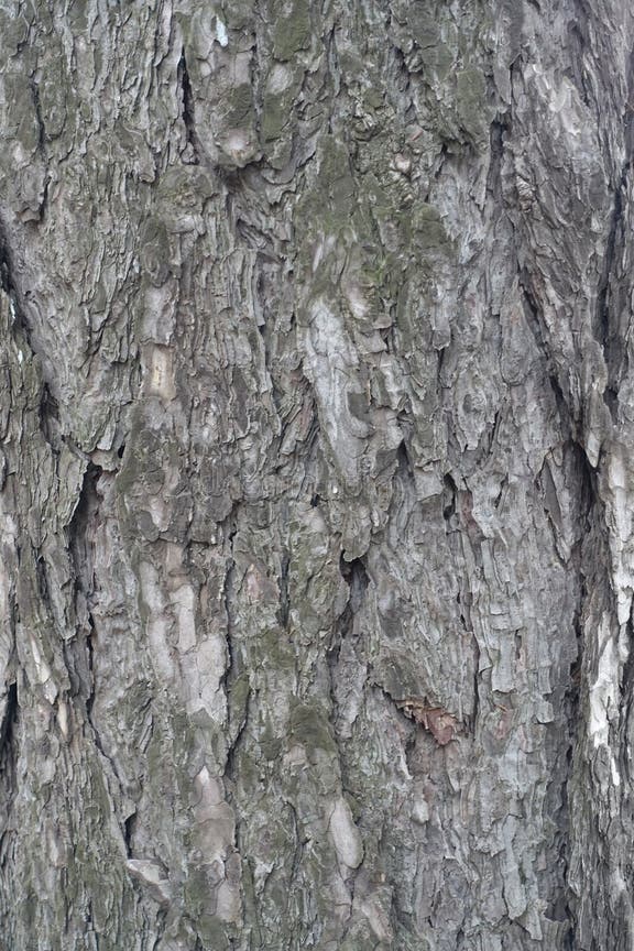 Surface of Dry Grey Bark of Pine Tree Stock Image - Image of relief ...