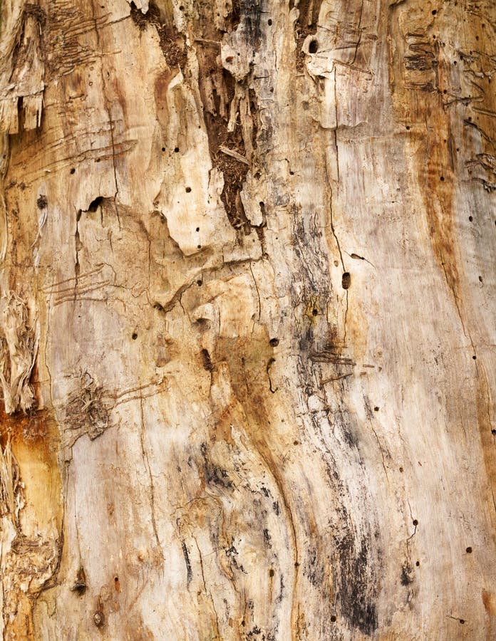 Surface of the dry tree stock photo. Image of macro, abstract - 53757518