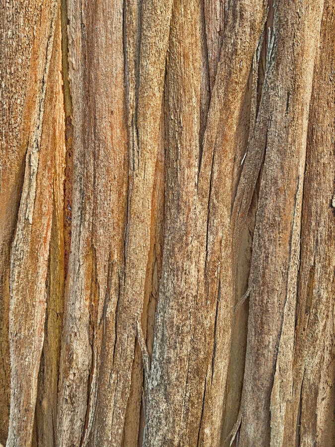 Wood Fibers stock photo. Image of straw, fibers, background - 560810