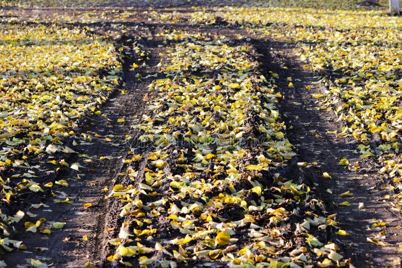 The Surface of the Earth, Covered with Yellow Linden Leaves in the ...