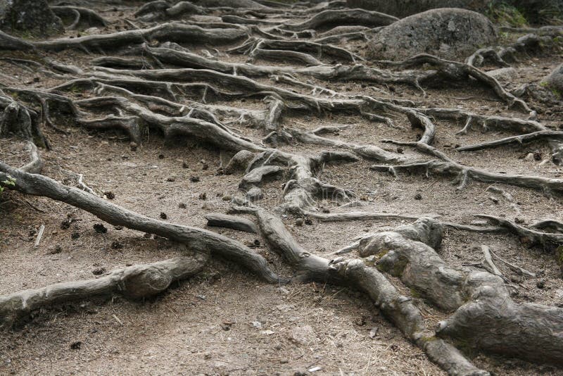 The Roots Of A Tree On The Earth`s Surface Stock Image - Image of ...