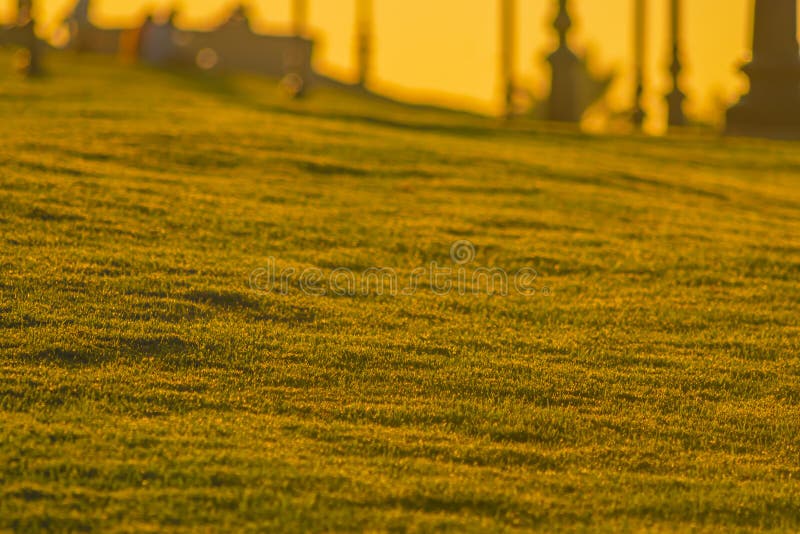 The Surface of Evenly Cut Lawn Grass during Sunset Creates an ...