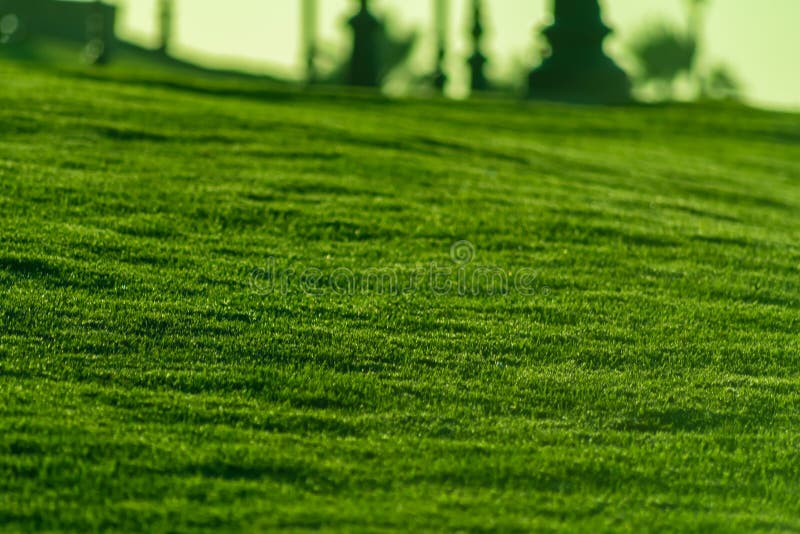 The Surface of Evenly Cut Lawn Grass during Sunset Creates an ...