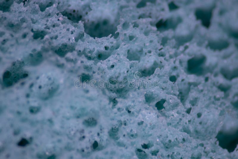 Sponge Microscope Stock Photos - Free & Royalty-Free Stock Photos from ...