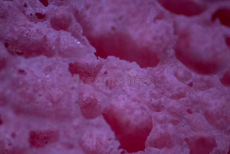Sheet Under Microscope Stock Photos - Free & Royalty-Free Stock Photos ...