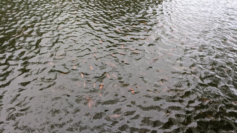 Surface Fish Pond with Rippling Waves Stock Image - Image of surface ...