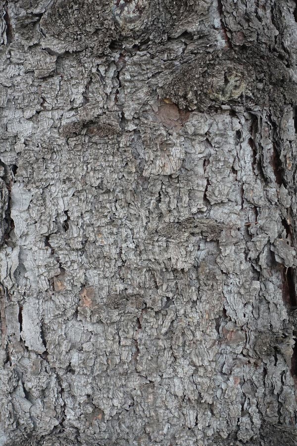 Surface of Flaky Dry Gray Bark of European Spruce Stock Photo - Image ...