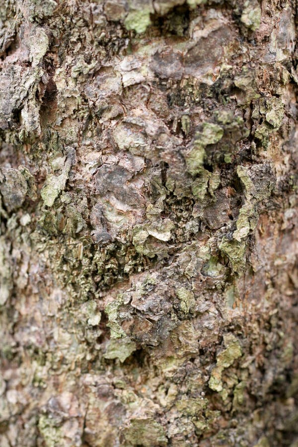 Surface of forest tree. stock photo. Image of timber - 42512220