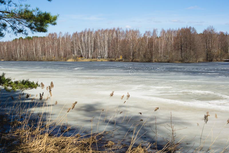 Surface of a Frozen Lake in a Deciduous Forest with Bare Trees and ...