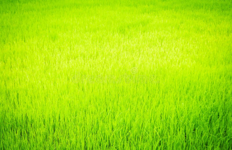 Surface grass stock photo. Image of close, bright, environment - 43423986