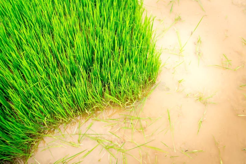 Surface grass stock photo. Image of tropical, sunlight - 43444514