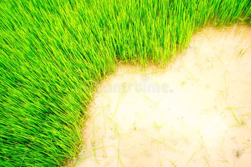 Surface grass stock photo. Image of wallpaper, water - 43816206