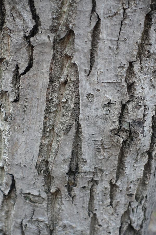 Surface of Grey Bark of Juglans Regia Tree Stock Image - Image of bark ...