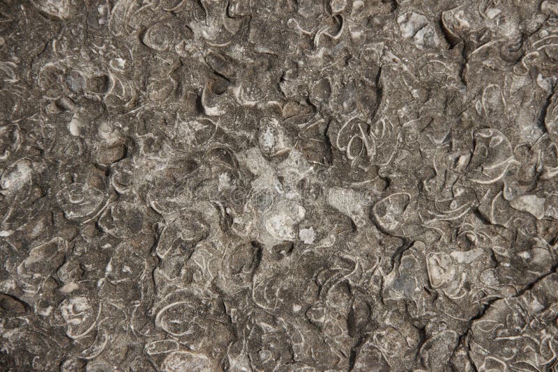 The Surface of Grey Natural Shell Stone Stock Photo - Image of porous ...