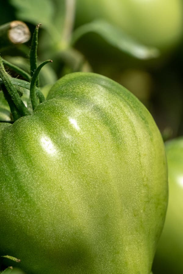 Surface of Green Not Ripe Tomato, Macro Stock Photo - Image of organic ...