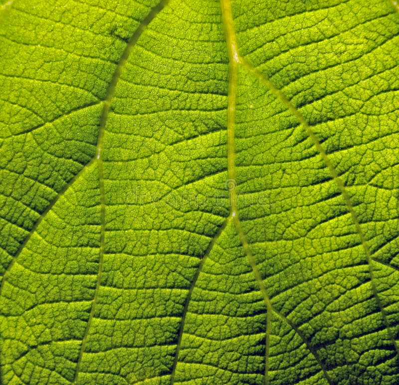 Surface of green plant stock image. Image of pinnate, surface - 5122281