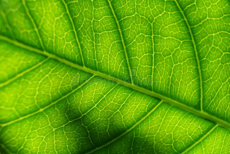 Macro On Translucent Green Leaf With Nice Detail On Structure In ...