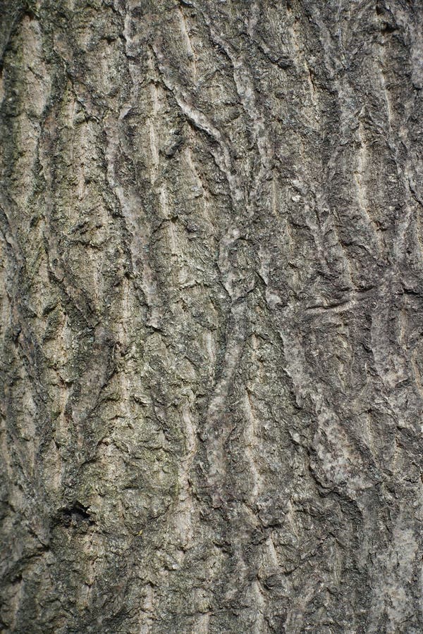 Surface of Grey Bark of Walnut Tree Stock Image - Image of pattern ...
