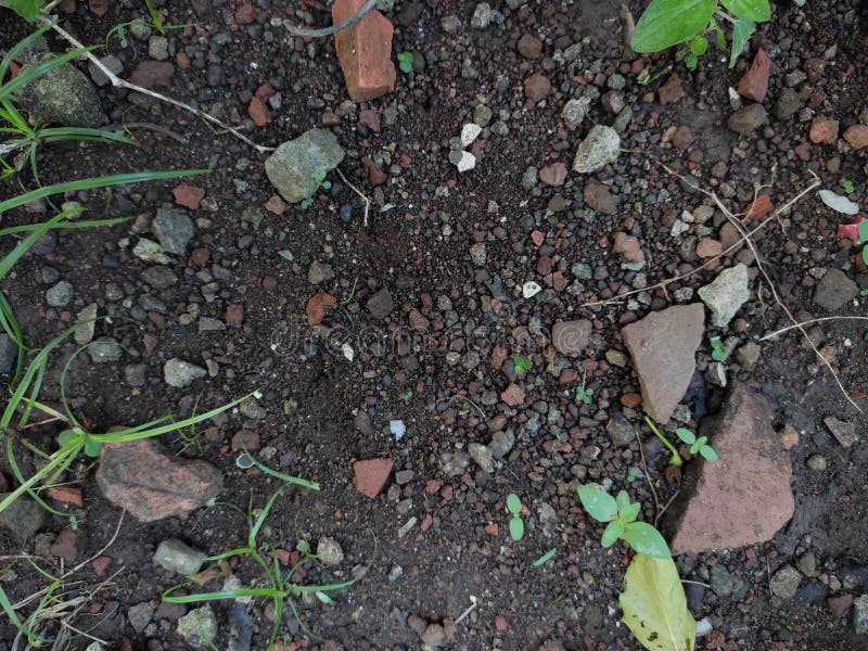 The Surface of the Ground Around Which There are Small Plants and Small ...