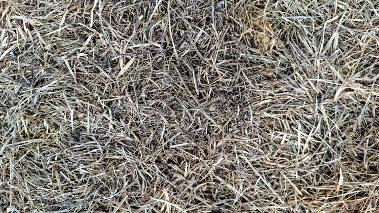 The Surface of the Ground with Brown and Slightly Sparse Dry Grass ...