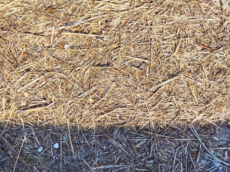 The Surface of the Ground is Covered with Dry Straw, Reflecting ...