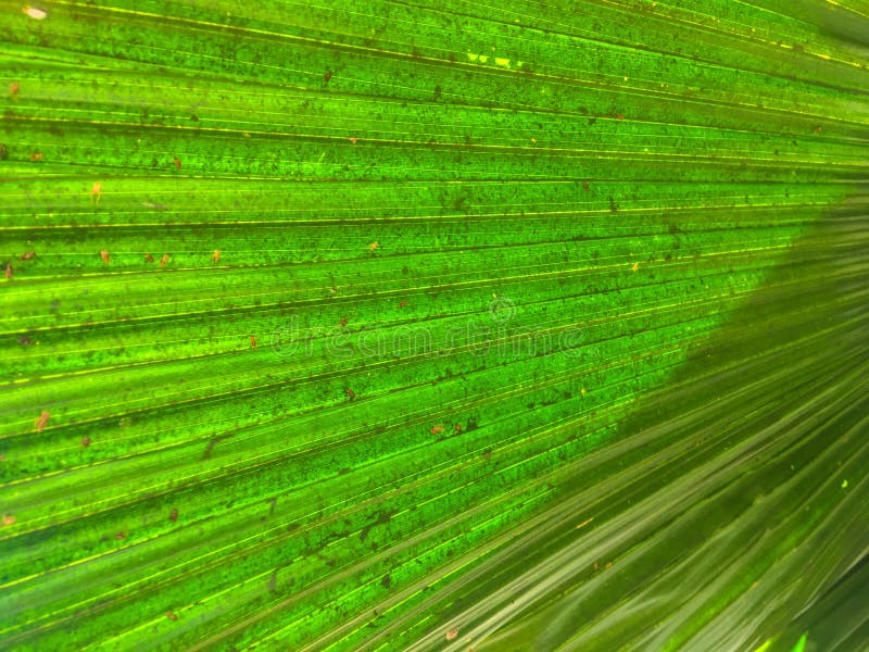 Surface Image Palm Tree that Has Natural Green Color Stock Image ...