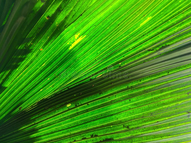 Surface Image Palm Tree that Has Natural Green Color Stock Photo ...