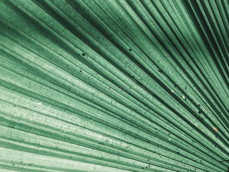 Surface Image of Palm Tree that Natural Green Color Stock Photo - Image ...