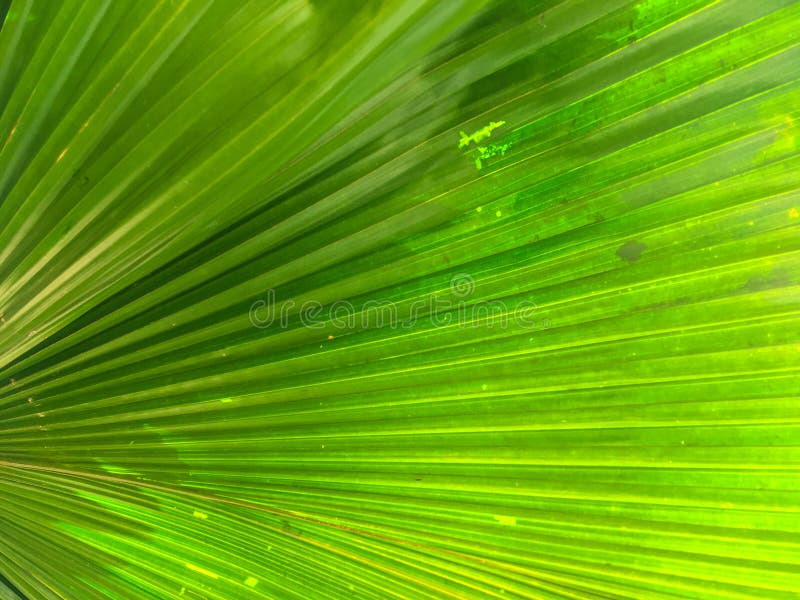 Surface Image of Palm Tree that Natural Green Color Stock Photo - Image ...