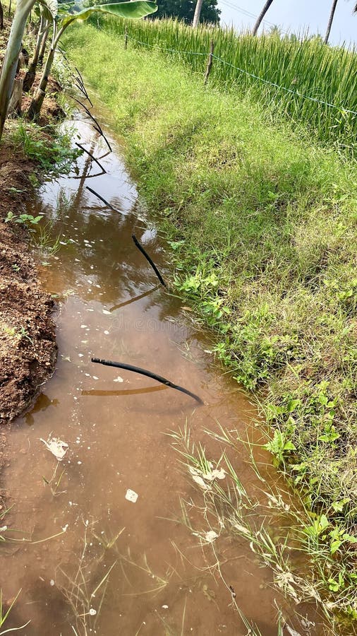 Surface Irrigation with Drip System Stock Photo - Image of stream ...