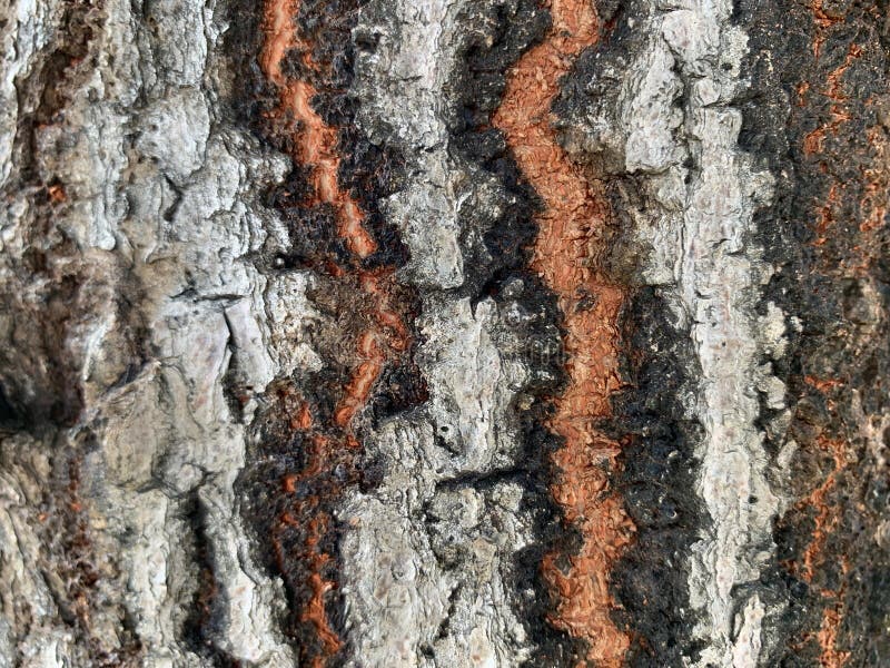 The Surface of a Large Brown Tree Trunk, Tree Texture with Brown Black ...