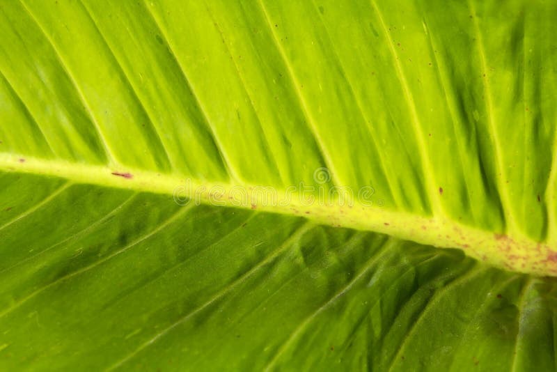 Naturally Beautiful Large Leaves are Created by Nature, Created with ...