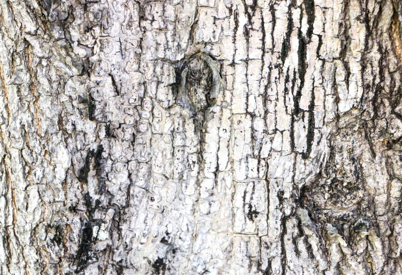 The Surface of a Large Tree Close Up Stock Photo - Image of distress ...