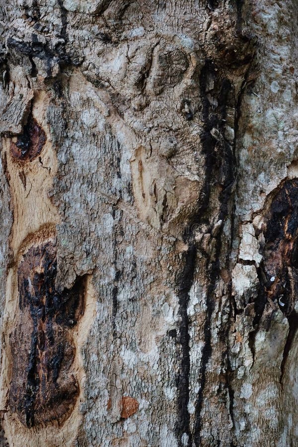 The Surface of a Large Tree Shows Its Strerght and Durability Stock ...