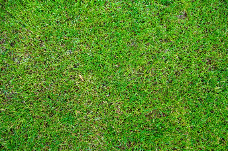 The Surface of the Lawn with Lawn Grass is a Green and Uniform Coating ...